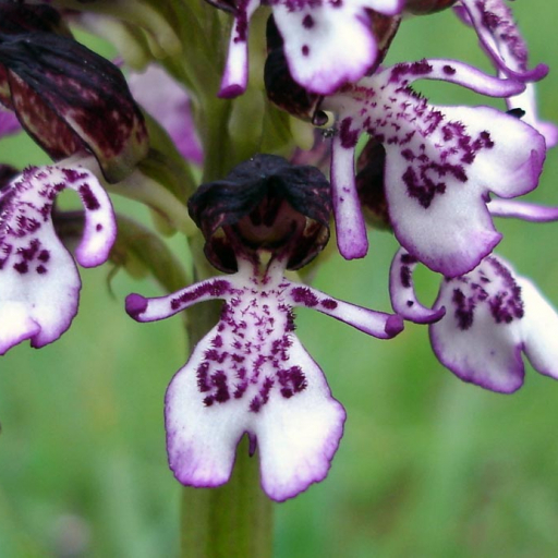 Lady Orchid (Orchis Purpurea) Plant Care & How to Grow, Water