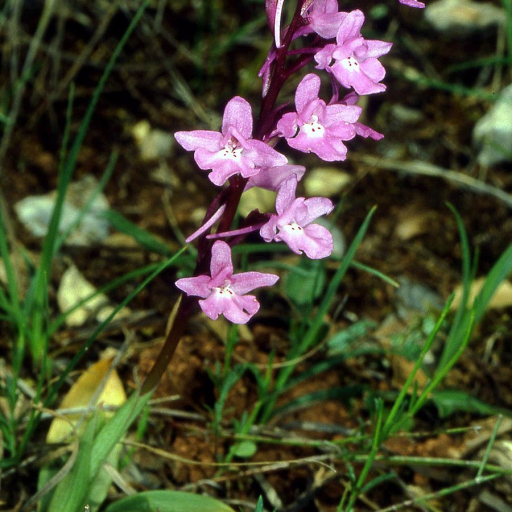 Four-Spotted Orchis (Orchis Quadripunctata) Care Guide: Water, Soil ...