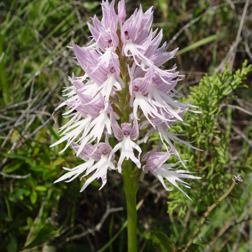 Orchis Plant Care & How to Grow, Water