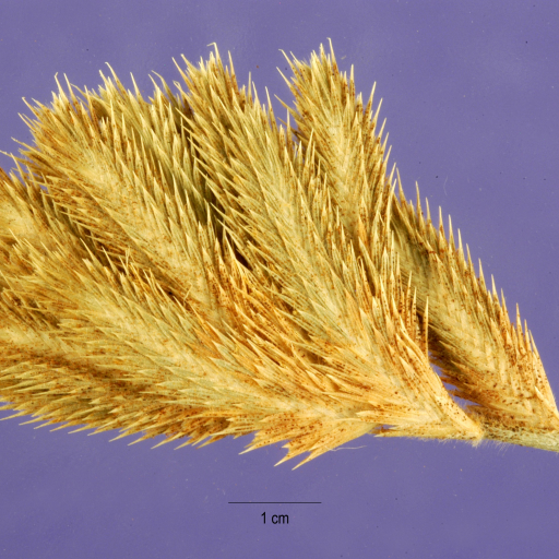 California Orcutt Grass (Orcuttia Californica) Plant Care & How to Grow ...