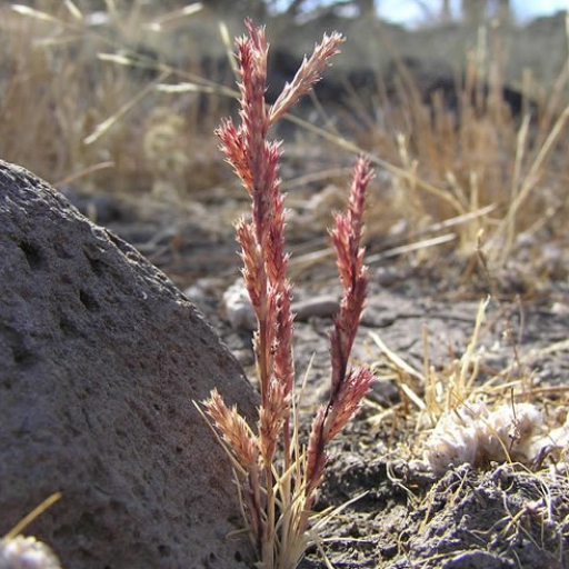 Slender Orcutt Grass (Orcuttia Tenuis) Plant Care & How to Grow, Water