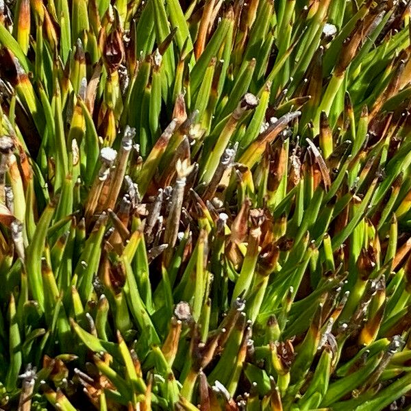 Oreobolus Obtusangulus Care Guide: Water, Soil & Propagation - Plantiary