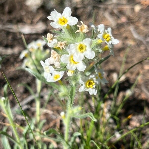 Low Cryptantha (Oreocarya Humilis) Plant Care & How to Grow, Water