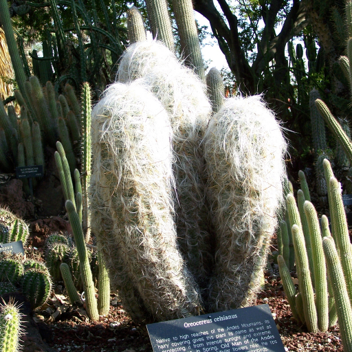 Old-man-of-the-Andes (Oreocereus Celsianus) Plant Care & How to Grow, Water