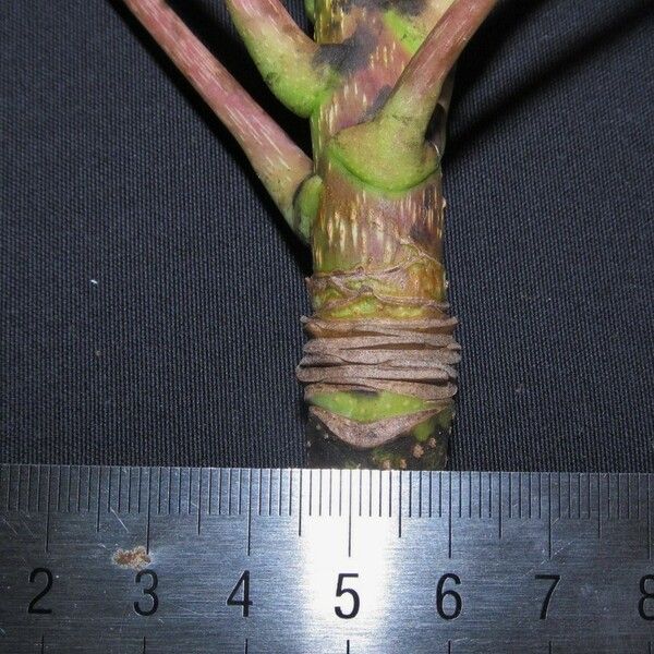Oreopanax Striatus Care Guide: Water, Soil & Propagation - Plantiary
