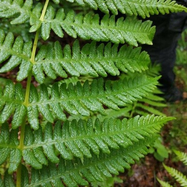 Island Mallow (Malva Assurgentiflora) Plant Care & How to Grow, Water