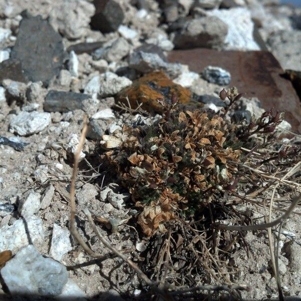 Alpine Oreoxis (Oreoxis Alpina) Plant Care & How to Grow, Water