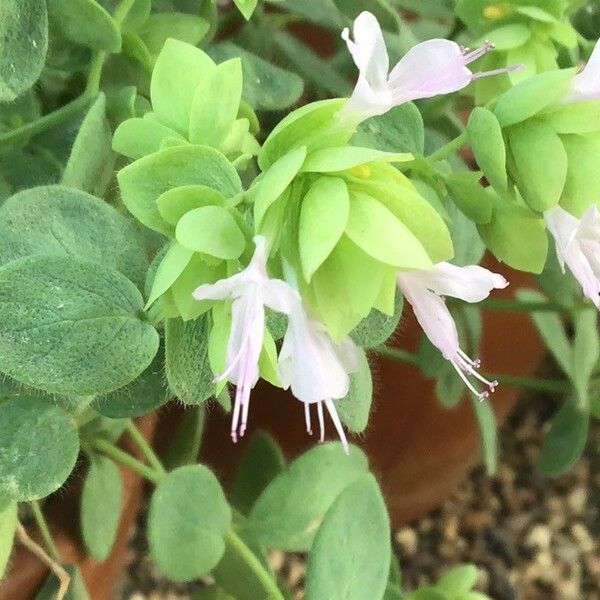 Dittany Of Amorgos (Origanum Calcaratum) Plant Care & How to Grow, Water