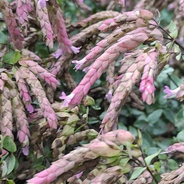 Origanum Compactum Care Guide: Water, Soil & Propagation - Plantiary