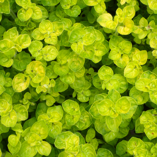Greek Oregano (Origanum Onites) Plant Care & How to Grow, Water