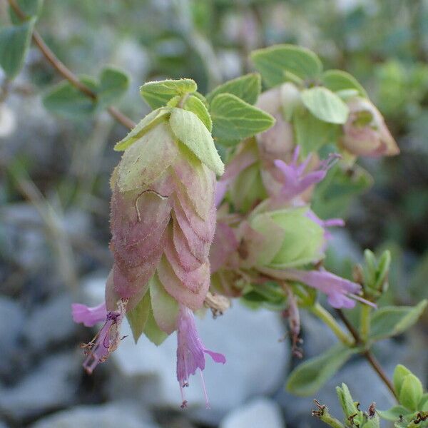 Ornamental Oregano (Origanum Scabrum) Care Guide: Water, Soil ...