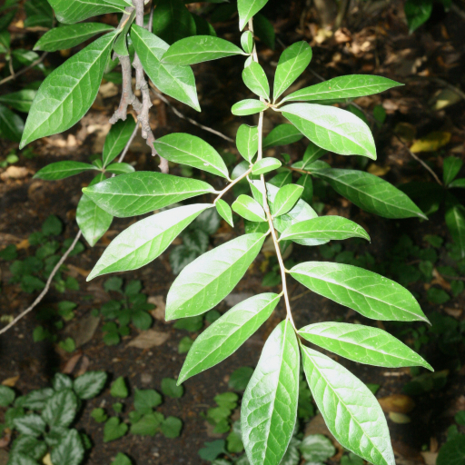 East Asian Orixa (Orixa Japonica) Plant Care & How to Grow, Water