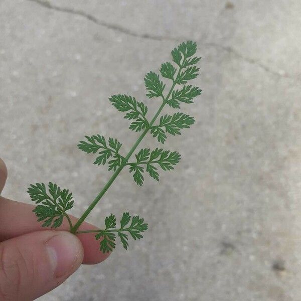 Flat-Fruited Orlaya (Orlaya Daucoides) Care Guide: Water, Soil ...
