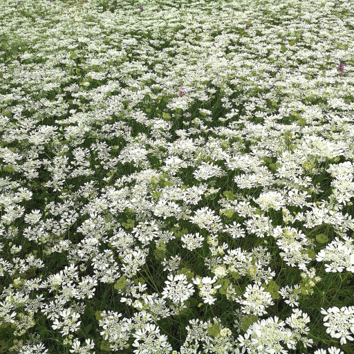 White Laceflower (Orlaya Grandiflora) Plant Care & How to Grow, Water