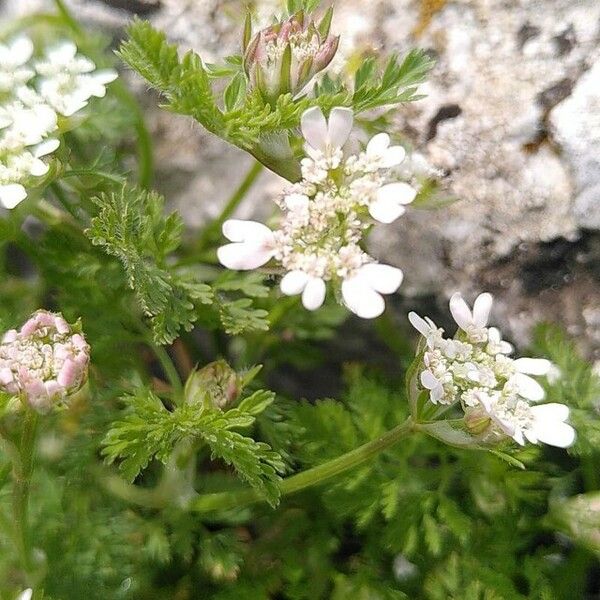 Large-Flowered Orlaya (Orlaya Platycarpos) Plant Care & How to Grow, Water