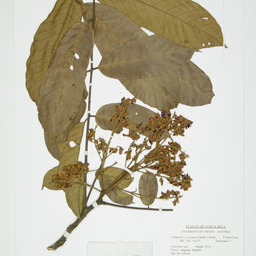 Ormosia Coccinea Plant Care & How to Grow, Water