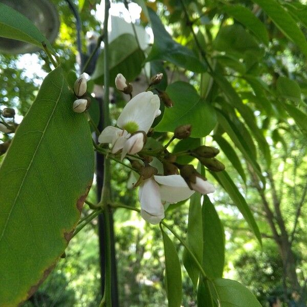 Red Bean Tree (Ormosia Hosiei) Care Guide: Water, Soil & Propagation ...