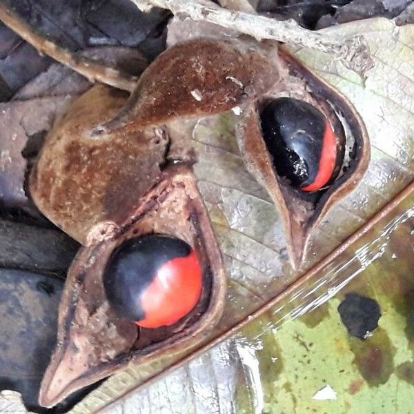 Indian Rosewood (Ormosia Monosperma) Plant Care & How to Grow, Water