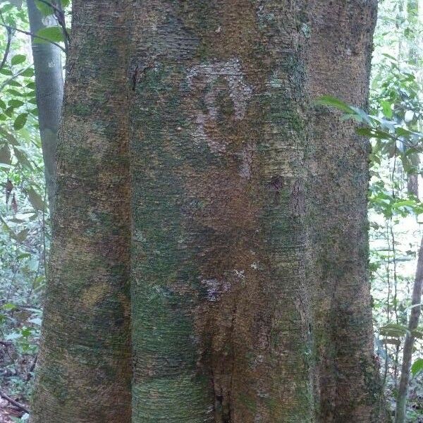 Ormosia Paraensis Plant Care & How to Grow, Water