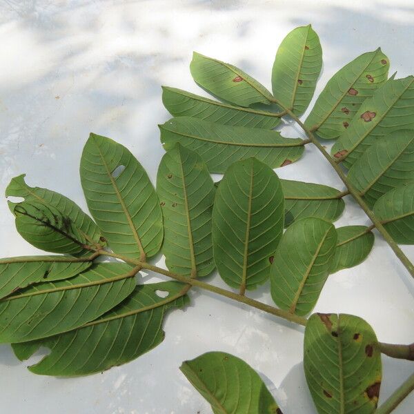 Ormosia Subsimplex Plant Care & How to Grow, Water