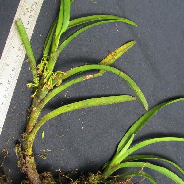 Ornithidium Conduplicatum Care Guide: Water, Soil & Propagation - Plantiary