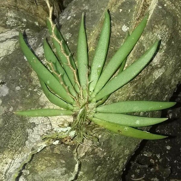 Ornithocephalus Inflexus Care Guide: Water, Soil & Propagation - Plantiary