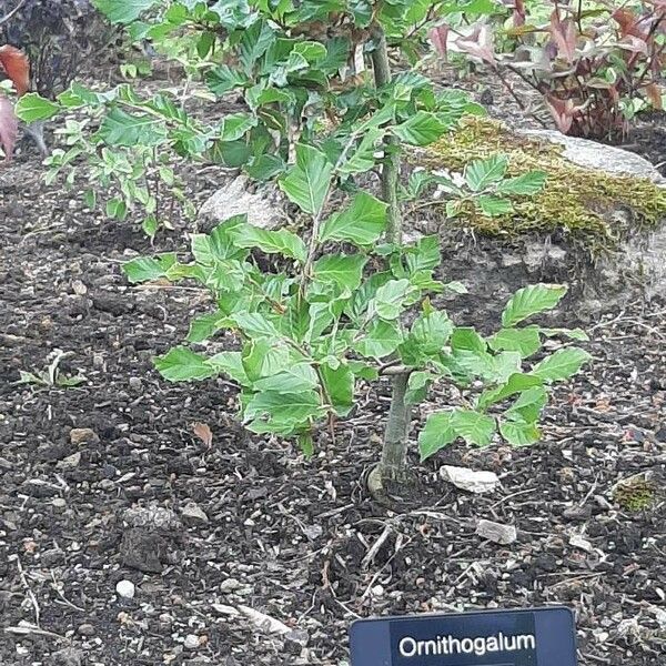 Ornithogalum Balansae Plant Care & How to Grow, Water