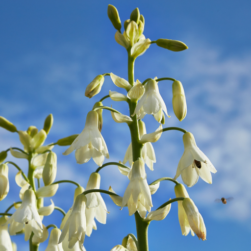 Summer-Hyacinth (Ornithogalum Candicans) Plant Care & How to Grow, Water