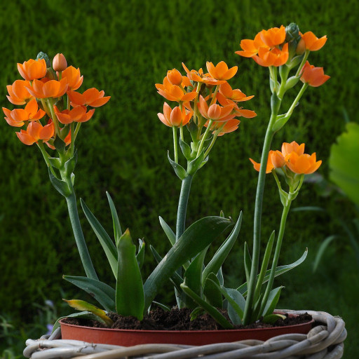 Sun Star (Ornithogalum Dubium) Plant Care & How to Grow, Water