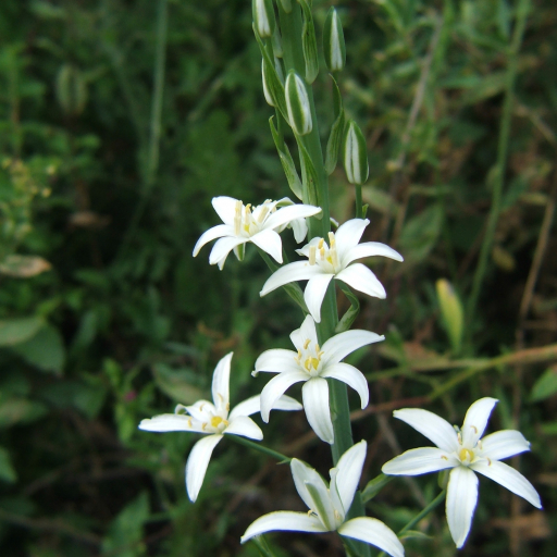Pyramidal Starflower (Ornithogalum Pyramidale) Plant Care & How to Grow ...