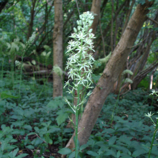 Spiked Star-Of-Bethlehem (Ornithogalum Pyrenaicum) Plant Care & How to ...