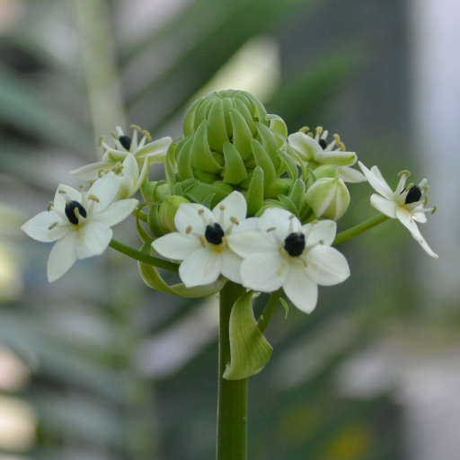 Giant Chincherinchee (Ornithogalum Saundersiae) Plant Care & How to ...