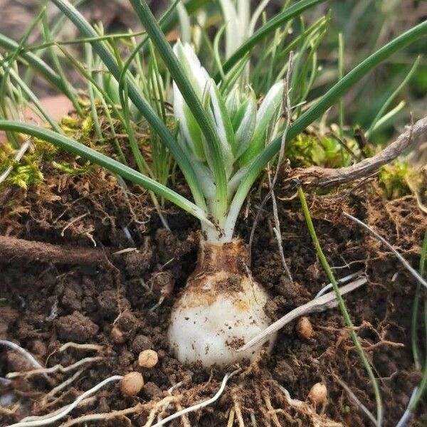 Ornithogalum Sigmoideum Plant Care & How to Grow, Water