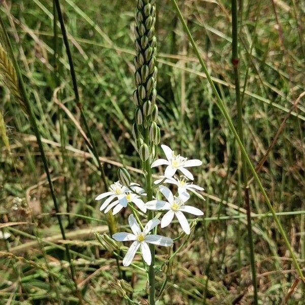 Ornithogalum Sphaerocarpum Plant Care & How to Grow, Water