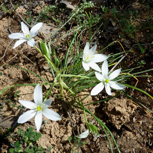 Star Of Bethlehem (Ornithogalum Umbellatum) Plant Care & How to Grow, Water