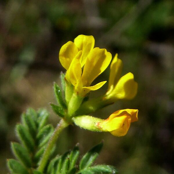 Yellow Bird's-foot (Ornithopus Compressus) Plant Care & How to Grow, Water