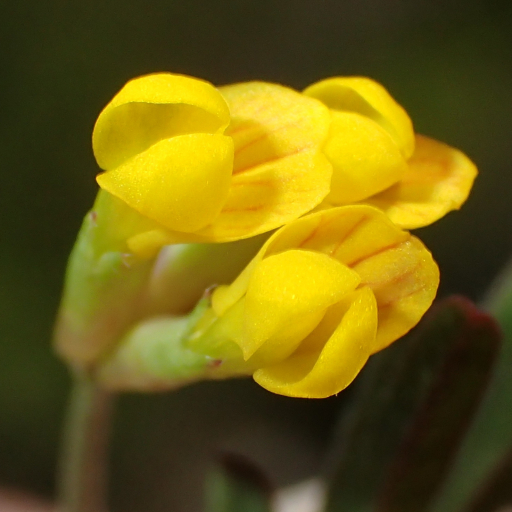 Slender Serradella (Ornithopus Pinnatus) Plant Care & How to Grow, Water