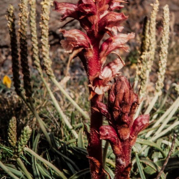 Thyme Broomrape (Orobanche Alba) Plant Care & How to Grow, Water