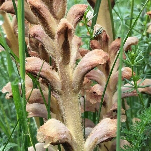 Alsatian Broomrape (Orobanche Alsatica) Plant Care & How to Grow, Water