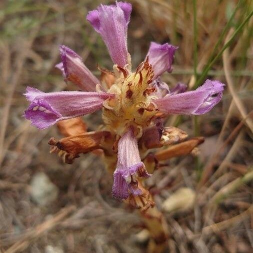 Sand Broomrape (Orobanche Arenaria) Plant Care & How to Grow, Water