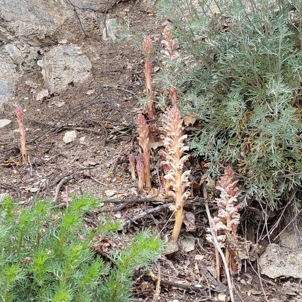 Oxtongue Broomrape (Orobanche Artemisiae-campestris) Care Guide: Water ...