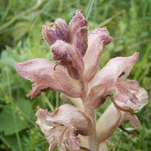 Bedstraw Broomrape (Orobanche Caryophyllacea) Plant Care & How to Grow ...