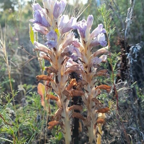 Australian Broomrape (Orobanche Cernua) Plant Care & How to Grow, Water