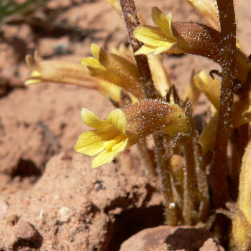 Cluster Broomrape (Orobanche Fasciculata) Plant Care & How to Grow, Water