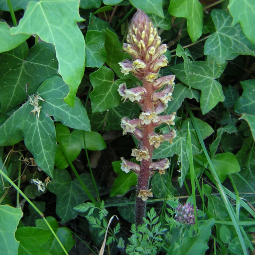 Ivy Broomrape (Orobanche Hederae) Plant Care & How to Grow, Water