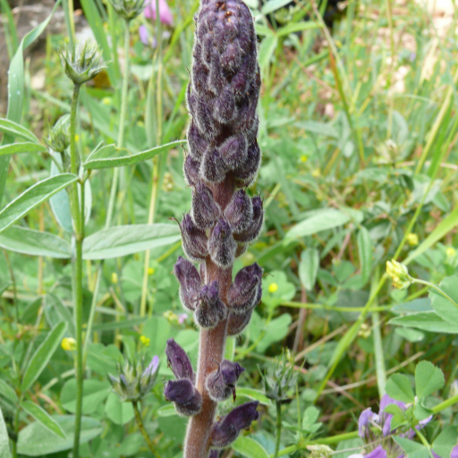 Lavender Broomrape (Orobanche Lavandulacea) Plant Care & How to Grow, Water