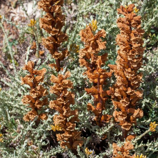 Common Broomrape (Orobanche Litorea) Plant Care & How to Grow, Water