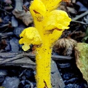 Barberry Broomrape (Orobanche Lucorum) Plant Care & How to Grow, Water