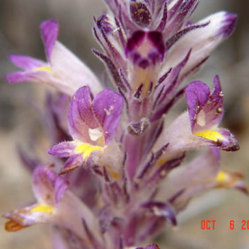 Louisiana Broomrape (Orobanche Ludoviciana) Plant Care & How to Grow, Water