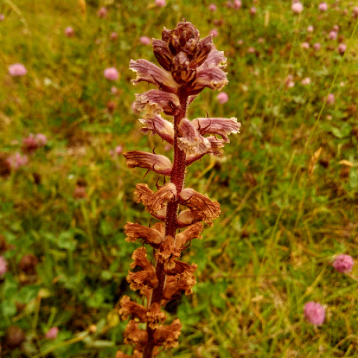 Sandbox Tree (Hura Crepitans) Plant Care & How to Grow, Water